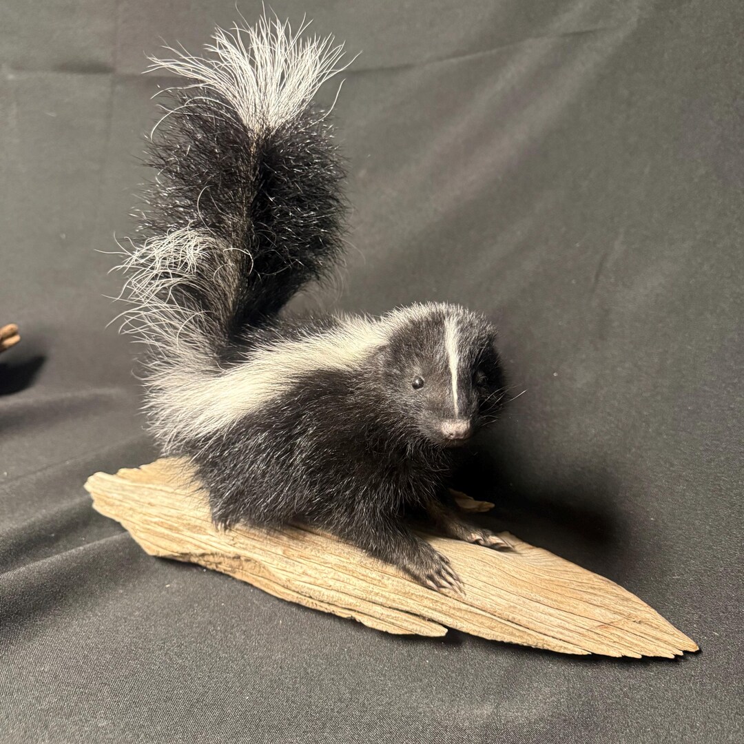 Baby Skunk Taxidermy - Etsy