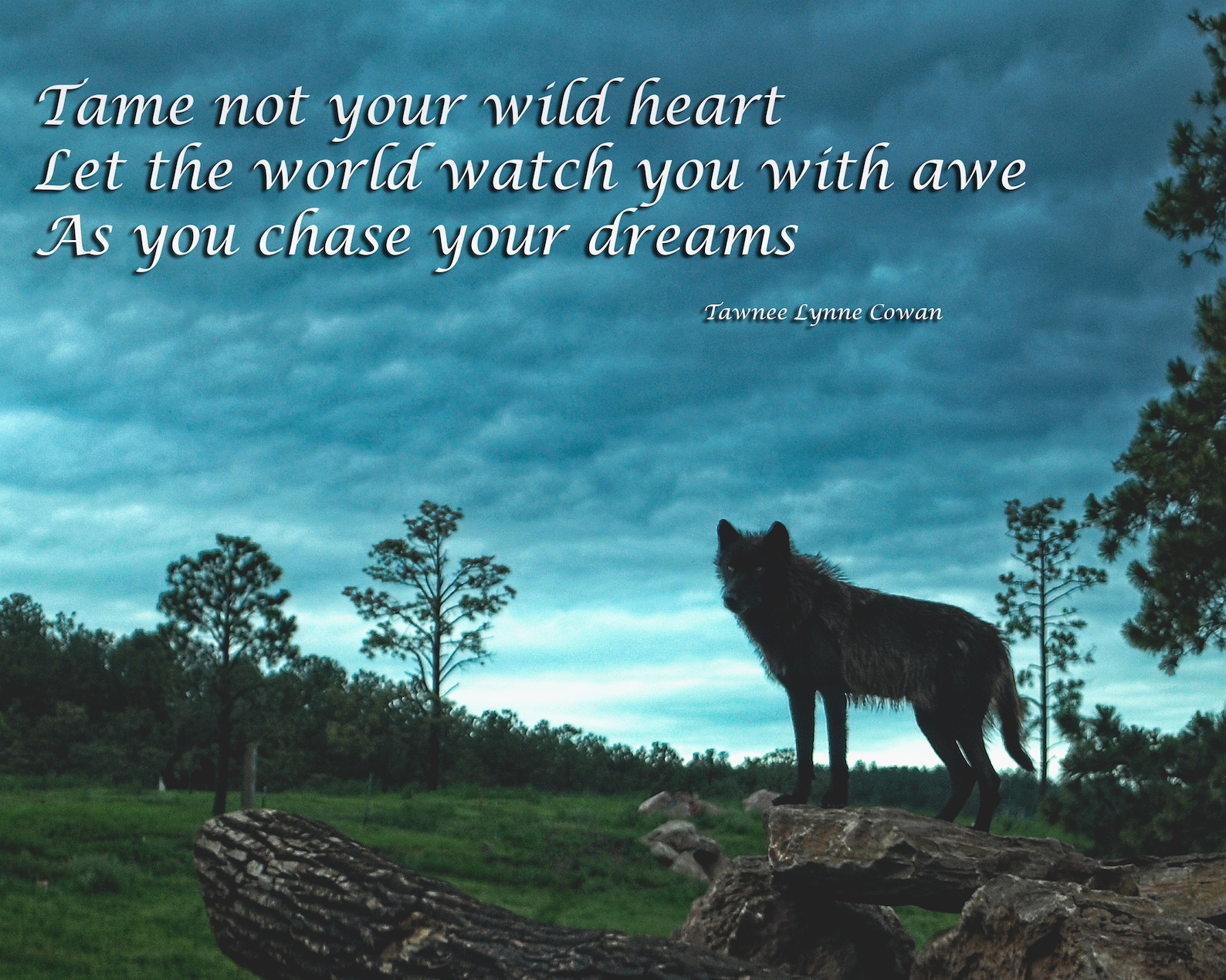 Born to Be Wild Haiku Limited Edition Wolf Print With Haiku Poetry - Etsy