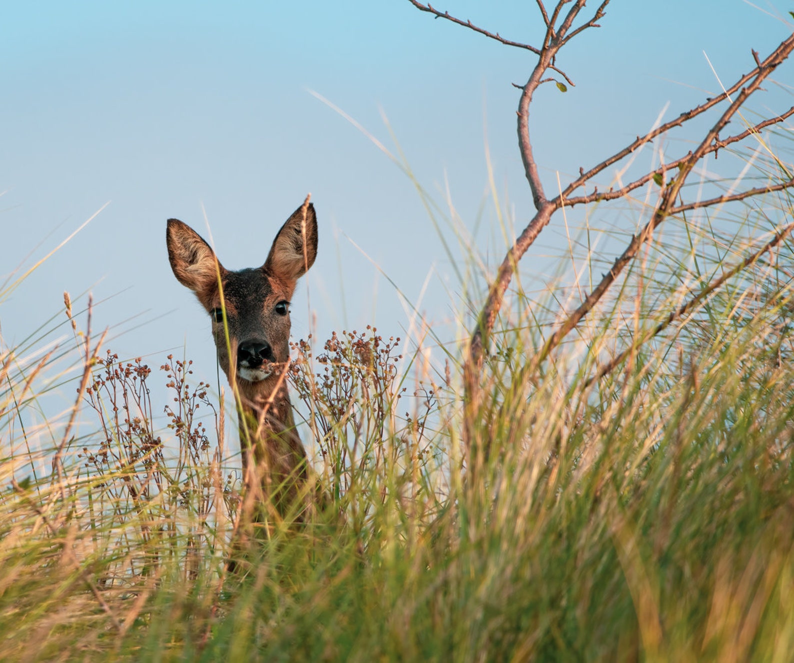 Roe Deer Playing 'peek-a-boo' in Lincolnshire, United Kingdom - Etsy