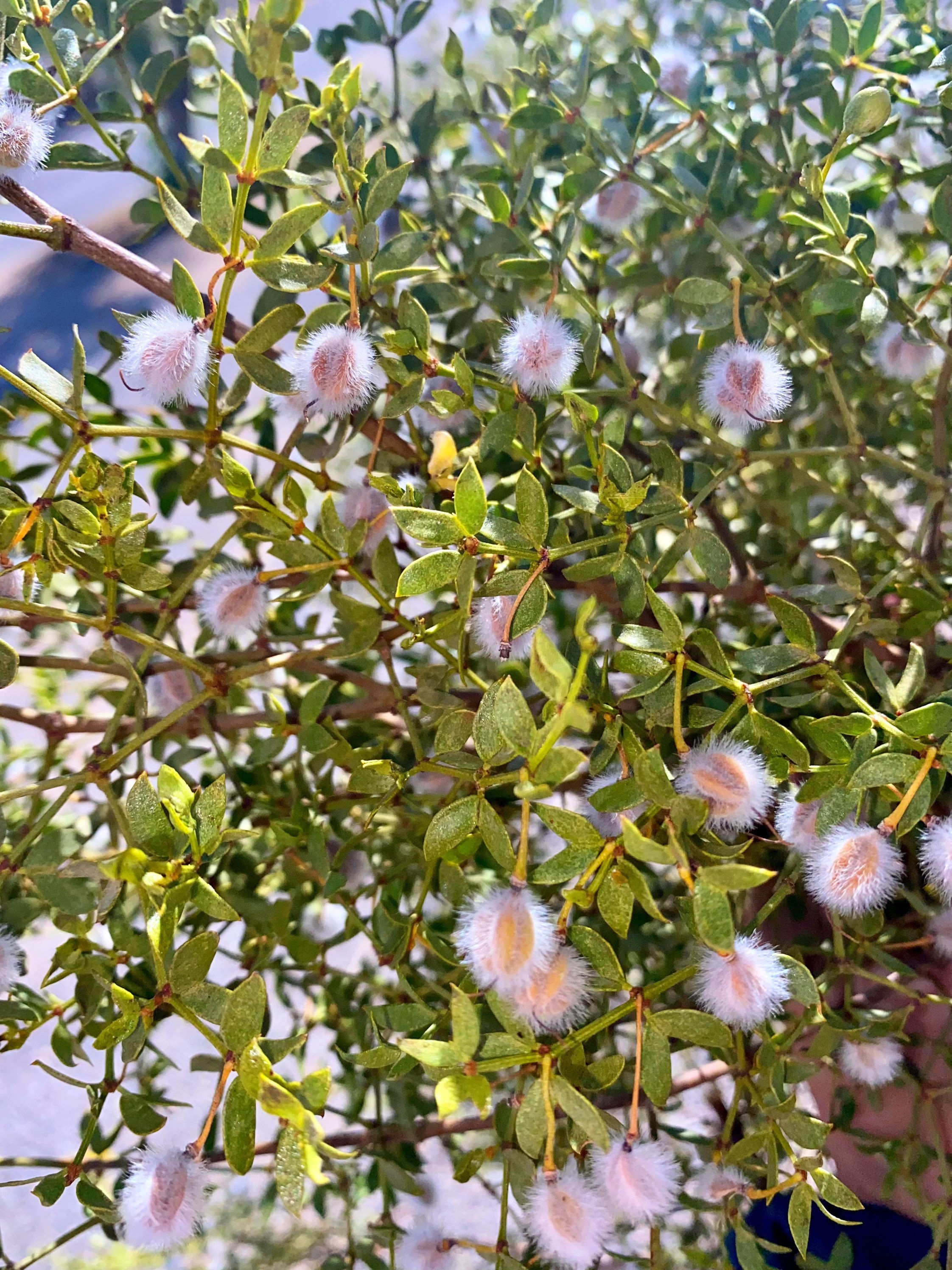 Creosote Seeds (larrea Tridentata) - Etsy