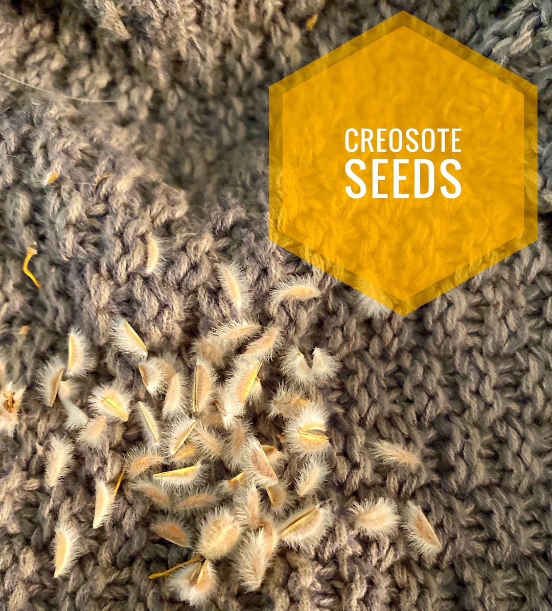 Creosote Seeds (larrea Tridentata) - Etsy
