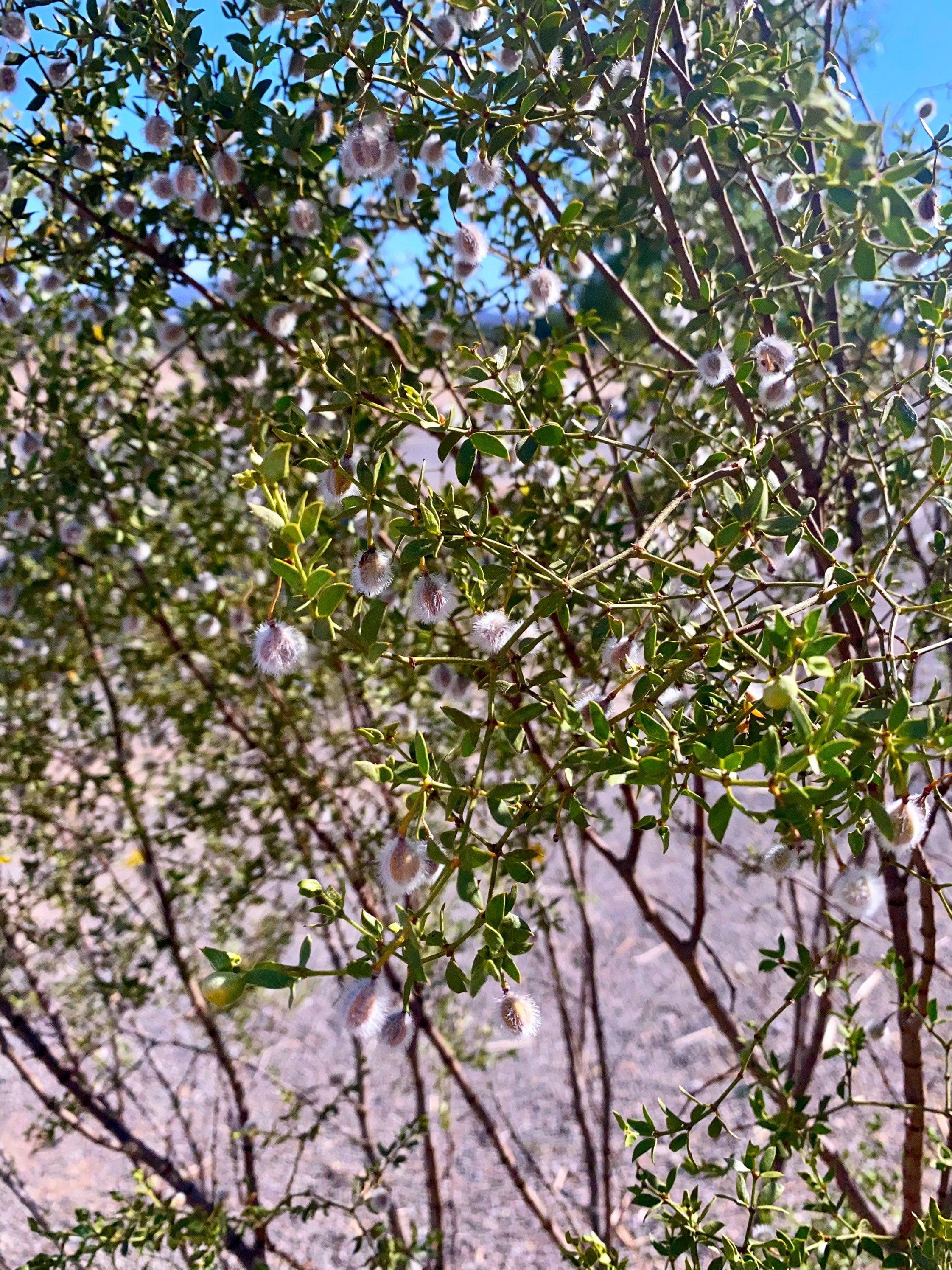 Creosote Seeds (larrea Tridentata) - Etsy