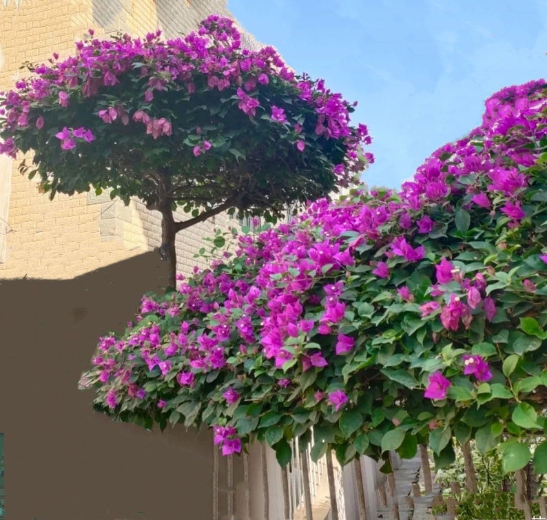 Elizabeth Angus Pink Bougainvillea Cuttings, High Propagation - Etsy