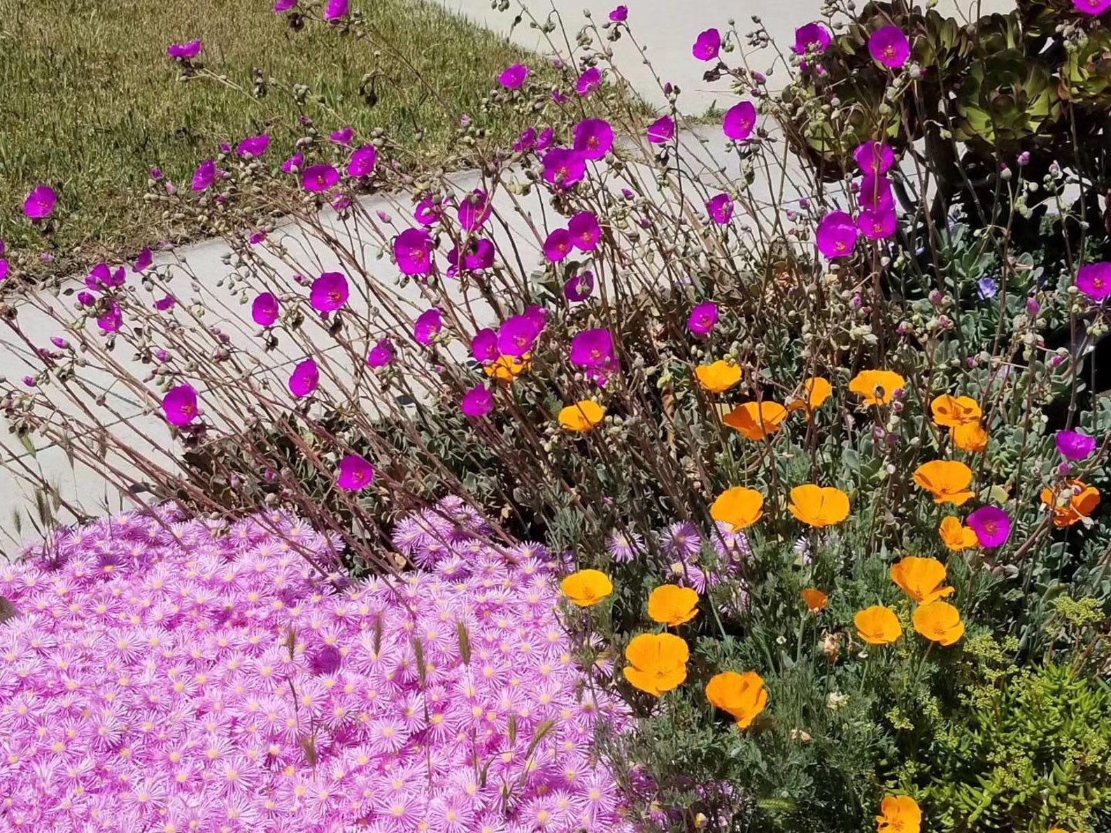Rock Purslane Plant, Calandrinia Spectabilis, Magenta Flowers, Heat ...