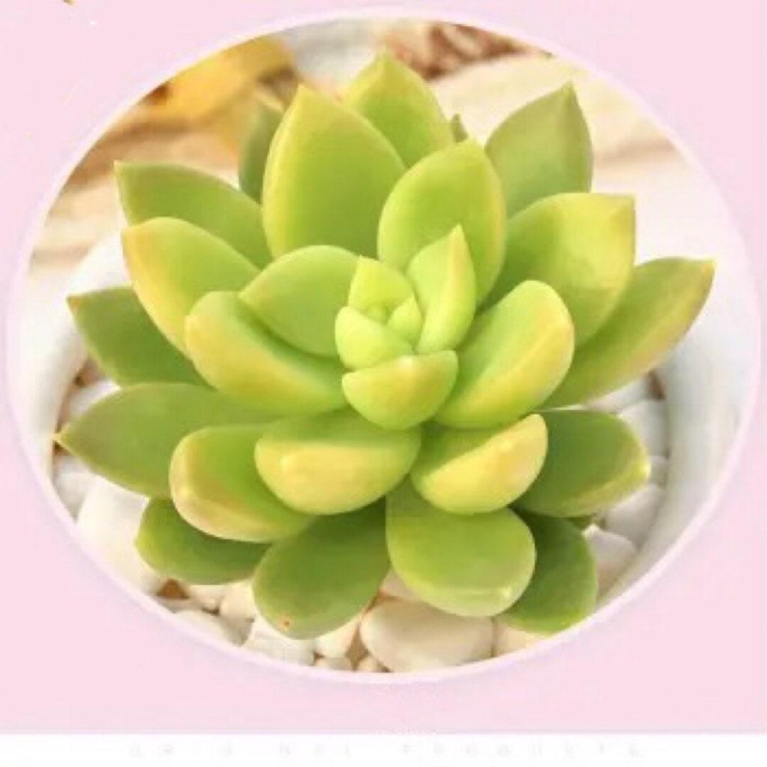 Sedum Nussbaumerianum Green Copper Edge, Very Rare Hybrid Hardy ...