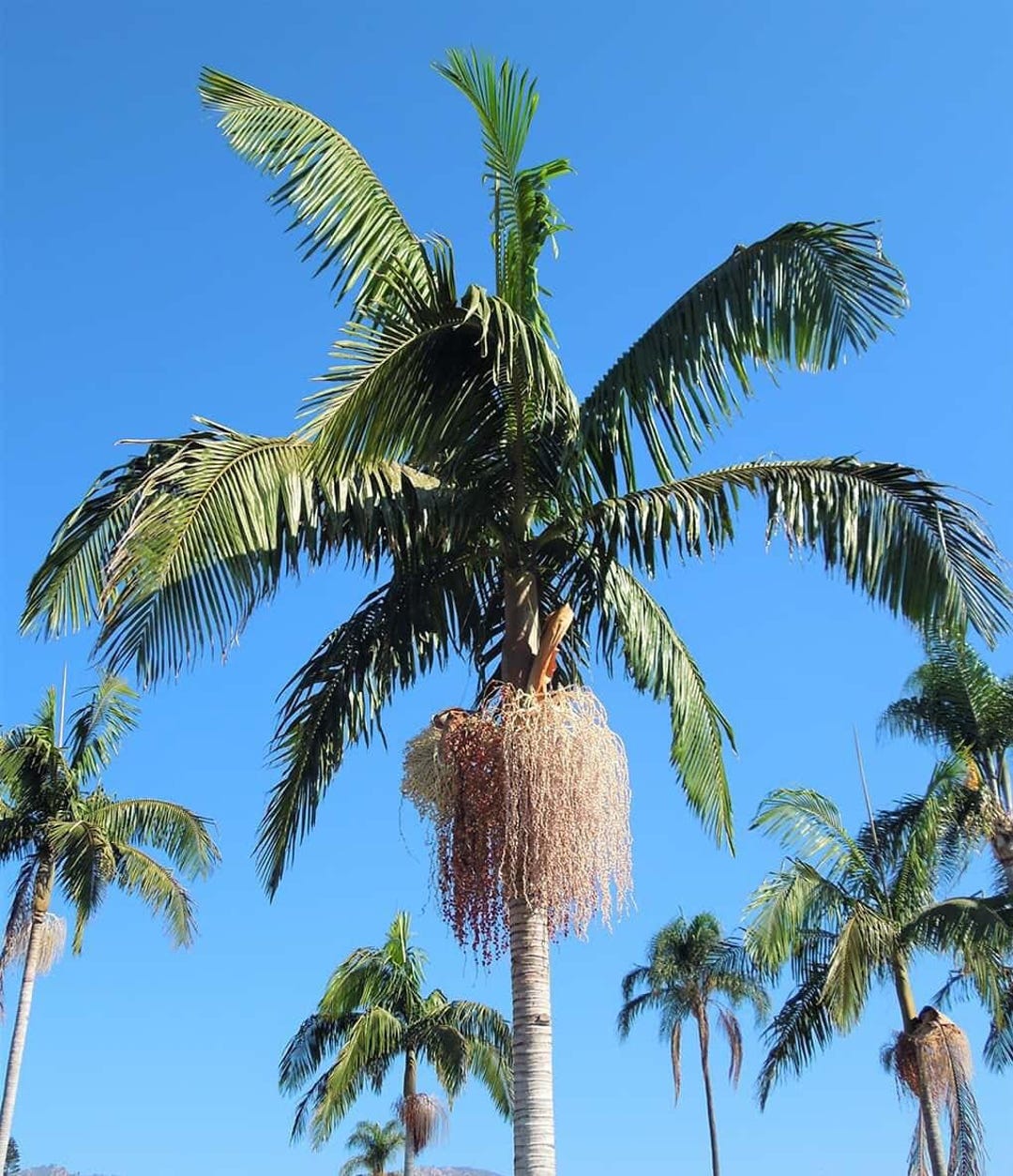 Elegant Queen Palm Tree Seeds, 20 or 50 Seeds - Etsy