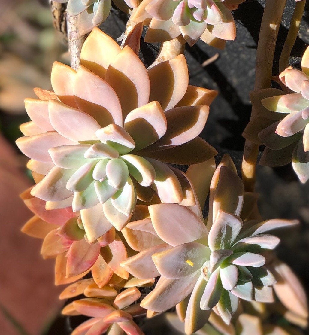 Graptopetalum Paraguayense Ghost Plant Cuttings - Etsy