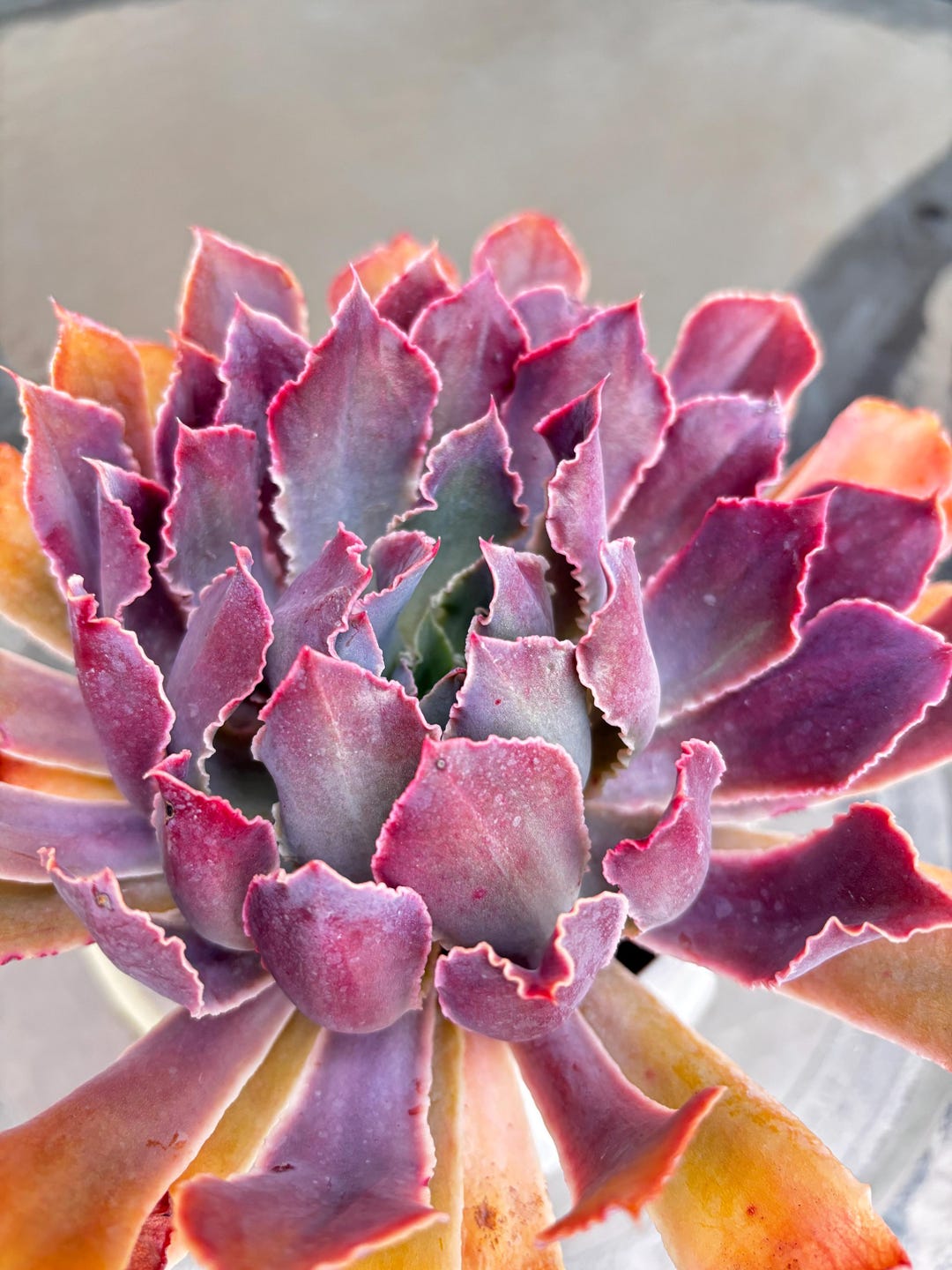Echeveria “neon Breaker”, Multi Heads, Shaviana Pink Frills, Limited ...