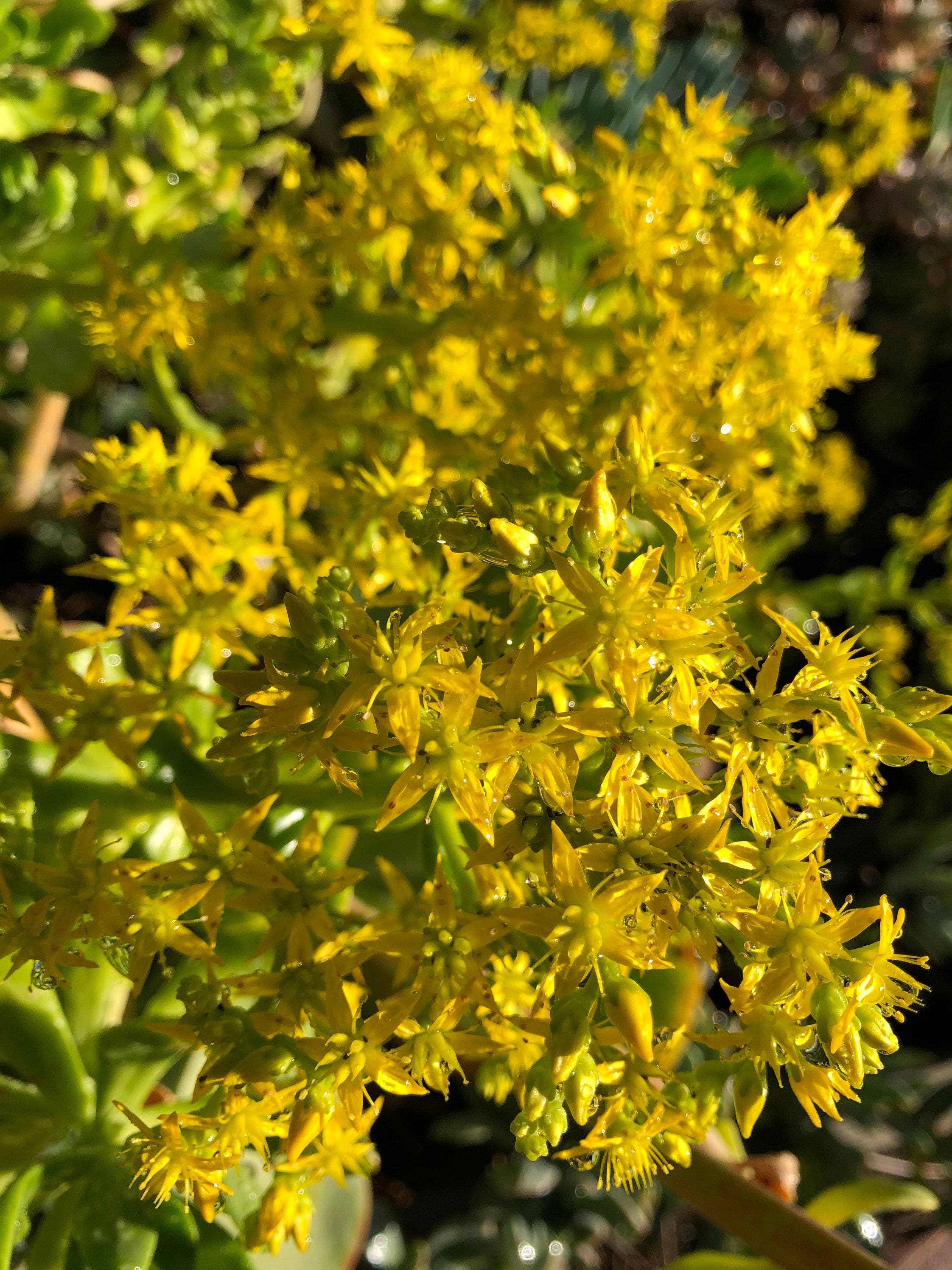Sedum Dendroideum the Most Hardy Succulent Massive Yellow - Etsy Canada