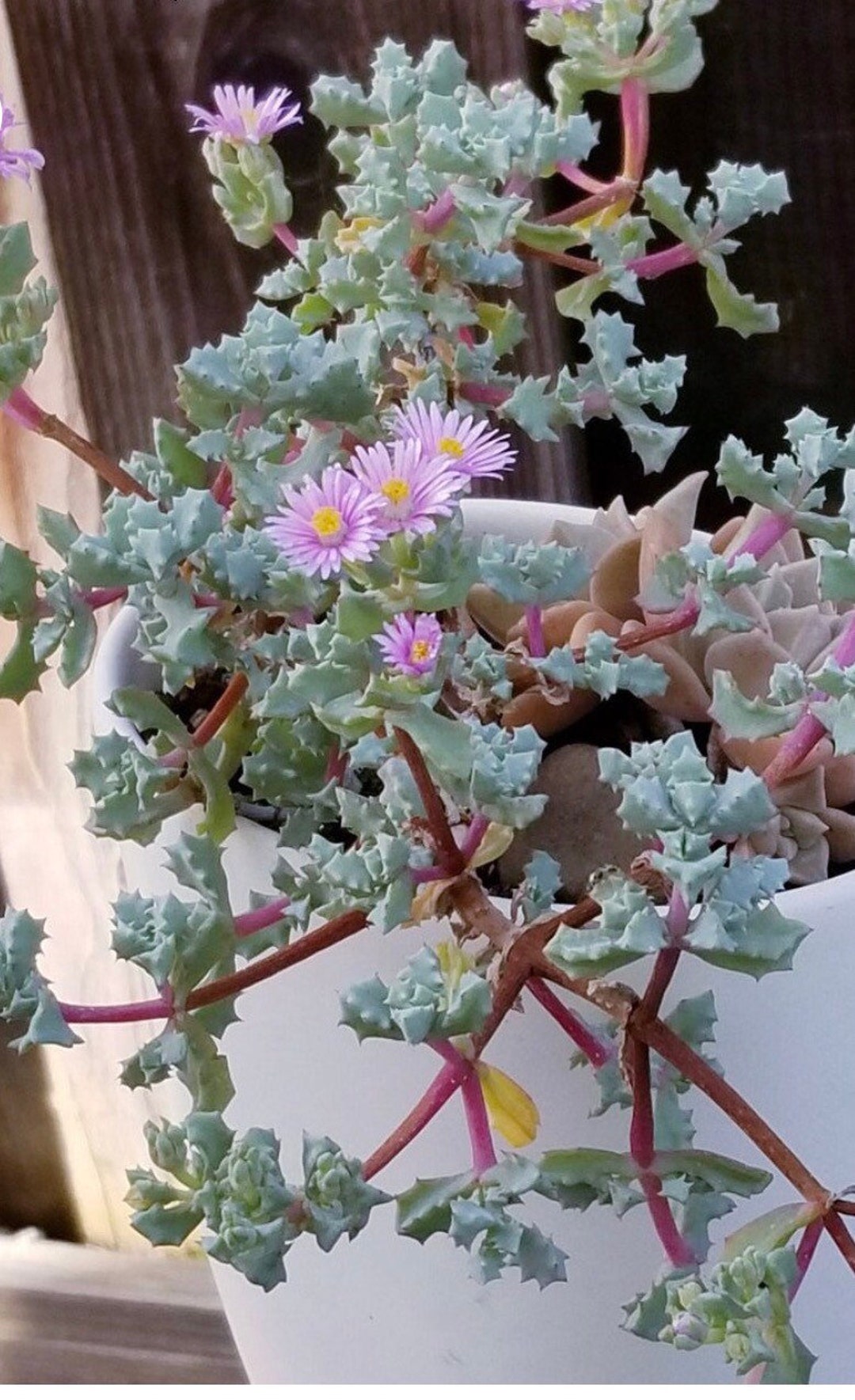 Very RARE Succulents, Sandstone Vygie Pink Oscularia Deltoides ...