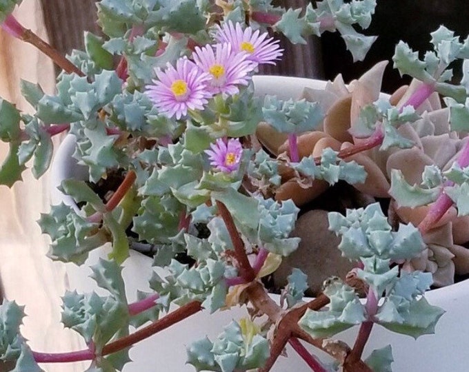 Very RARE Succulents, Sandstone Vygie Pink Oscularia Deltoides ...