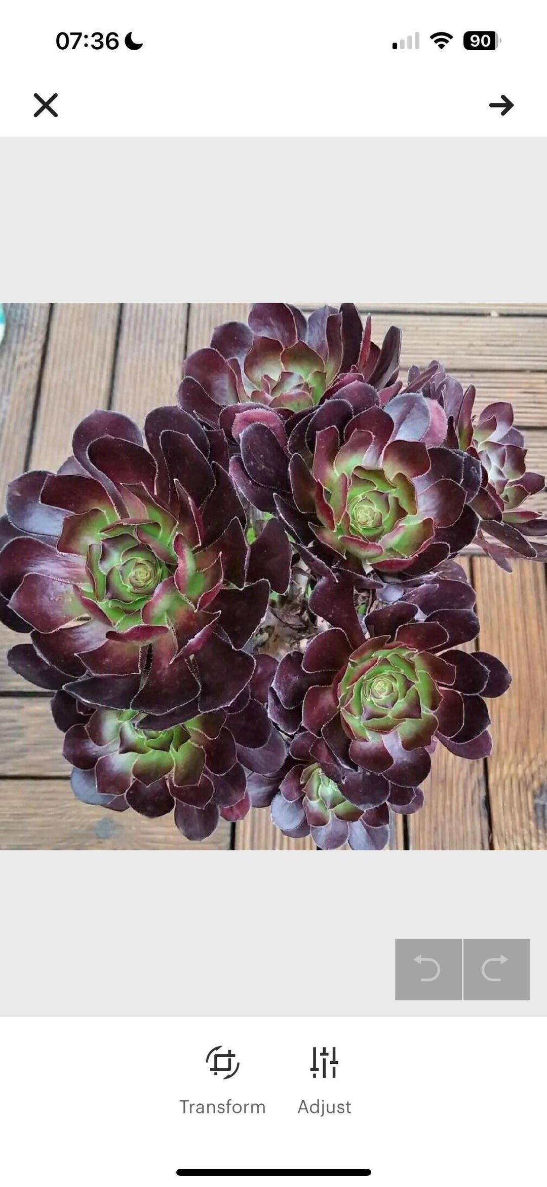 Aeonium Voodoo, Rare Limited Aeonium Succulents, Easy to Form Clusters ...