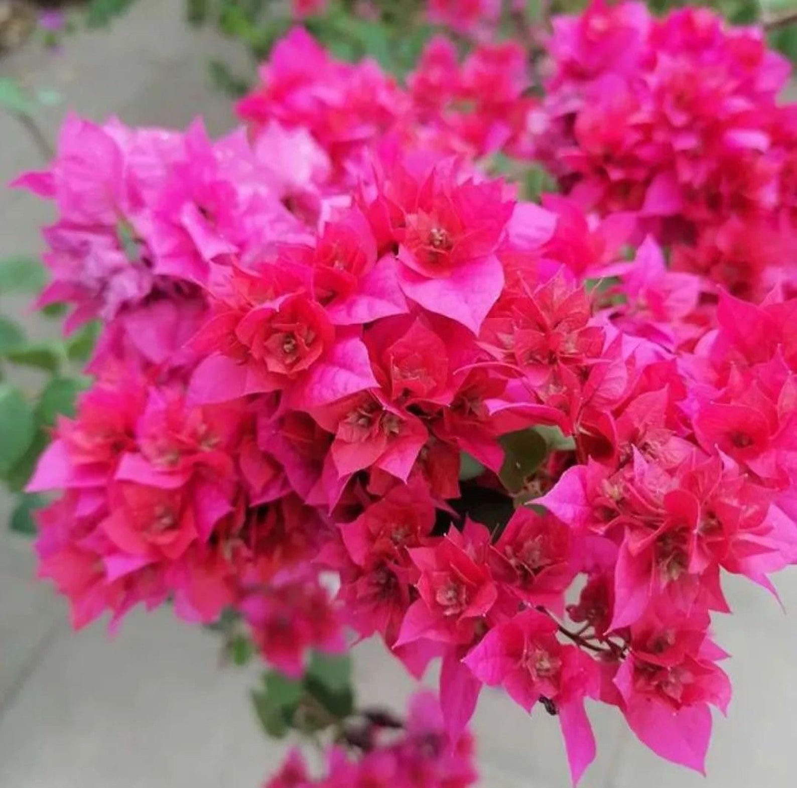 Elizabeth Angus Pink Bougainvillea Cuttings, High Propagation - Etsy