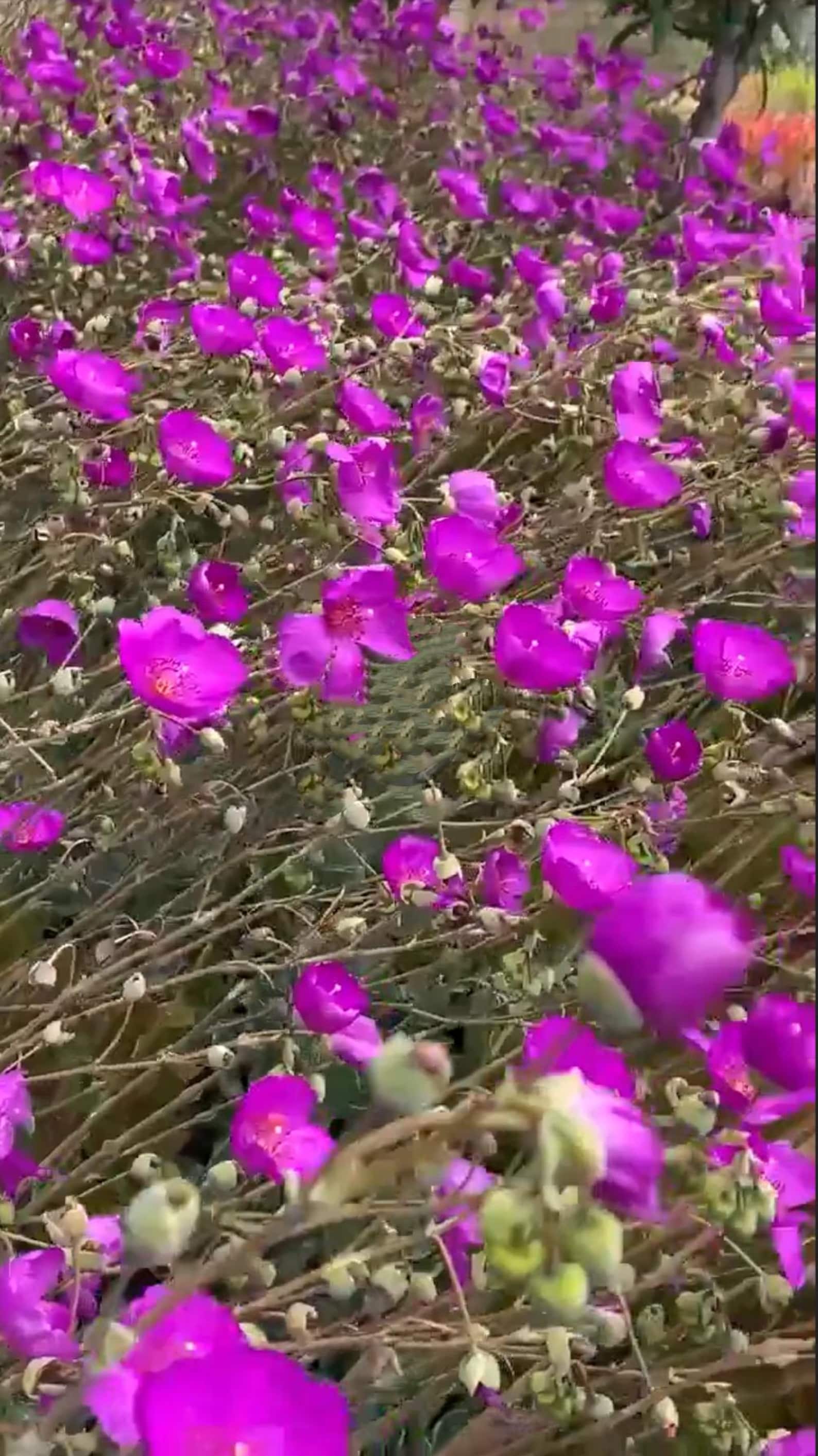 Rock Purslane Plant, Calandrinia Spectabilis, Magenta Flowers, Heat ...