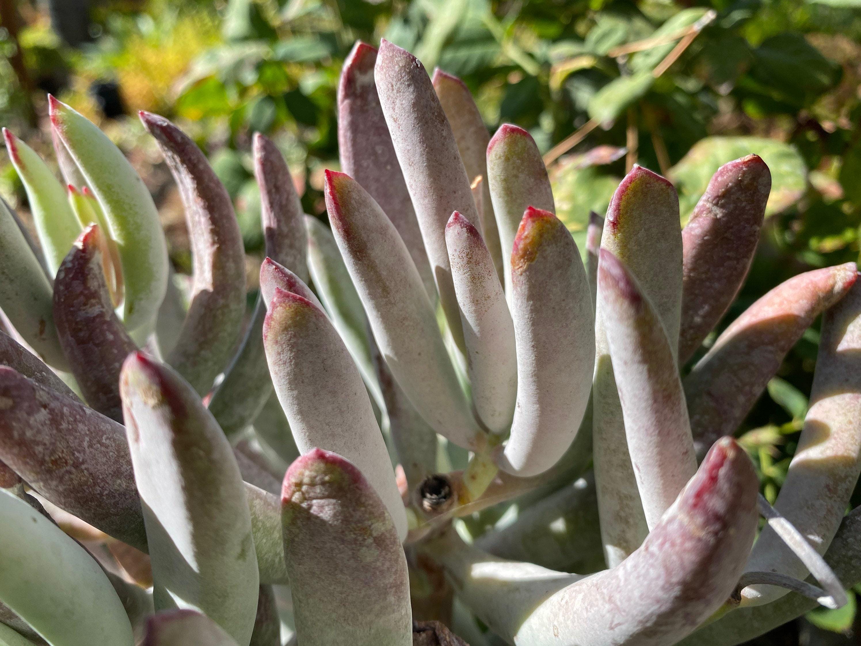 Cotyledon Orbiculata, White Sprite, Rare Succulent, White Powdered - Etsy