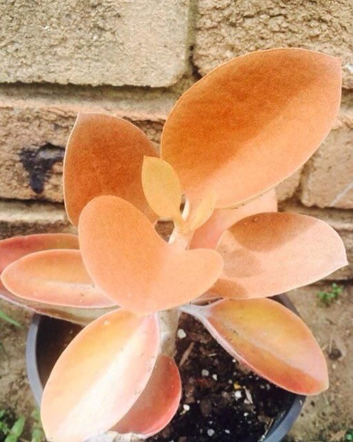 Kalanchoe Orgyalis Copper Golden Spoons Hardy Succulent - Etsy