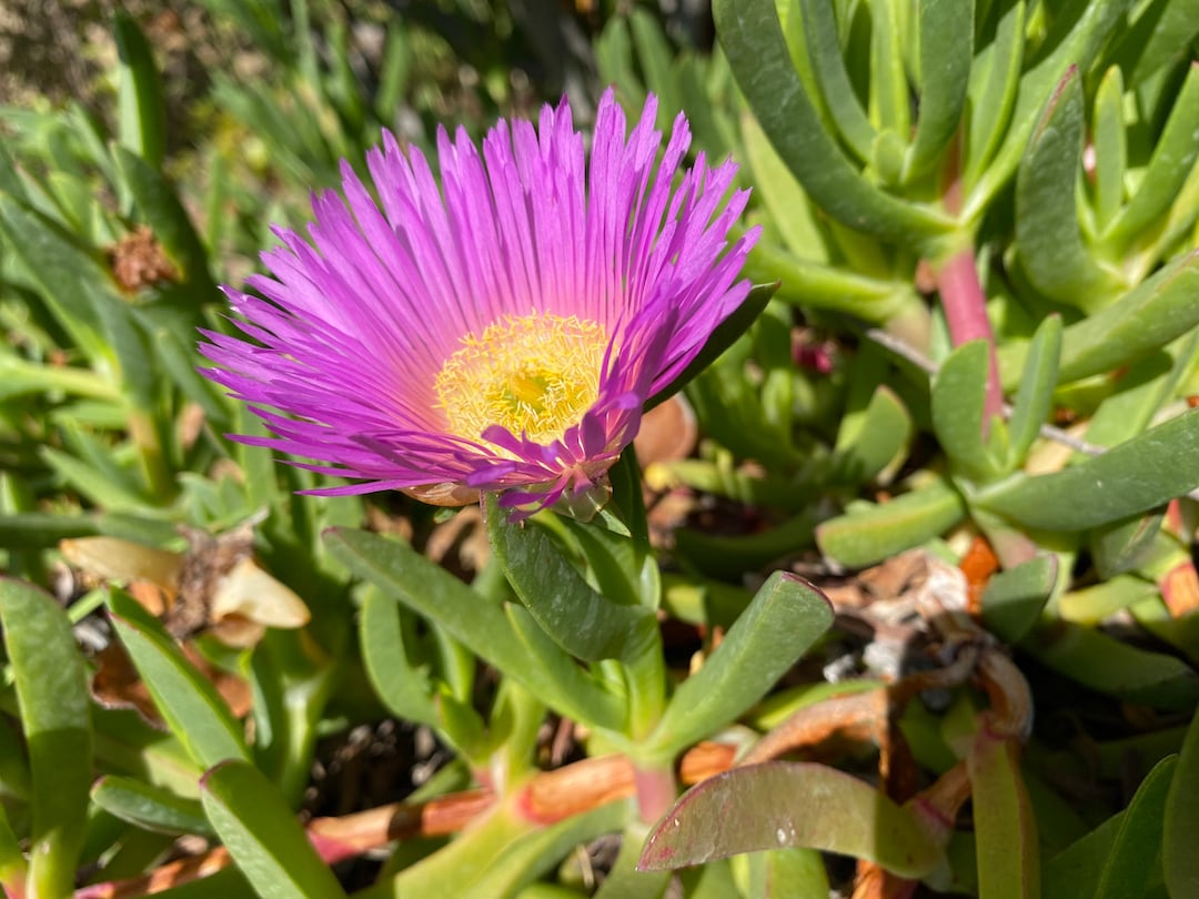 Common Ice Plant, Ground Cover, Most Hardy and Grow Fast, Carpobrotus ...