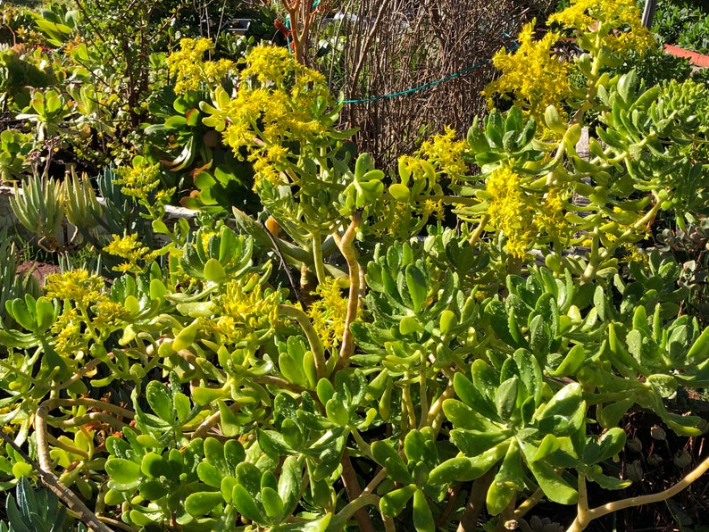 Sedum Dendroideum, the Most Hardy Succulent, Massive Yellow Flowers - Etsy