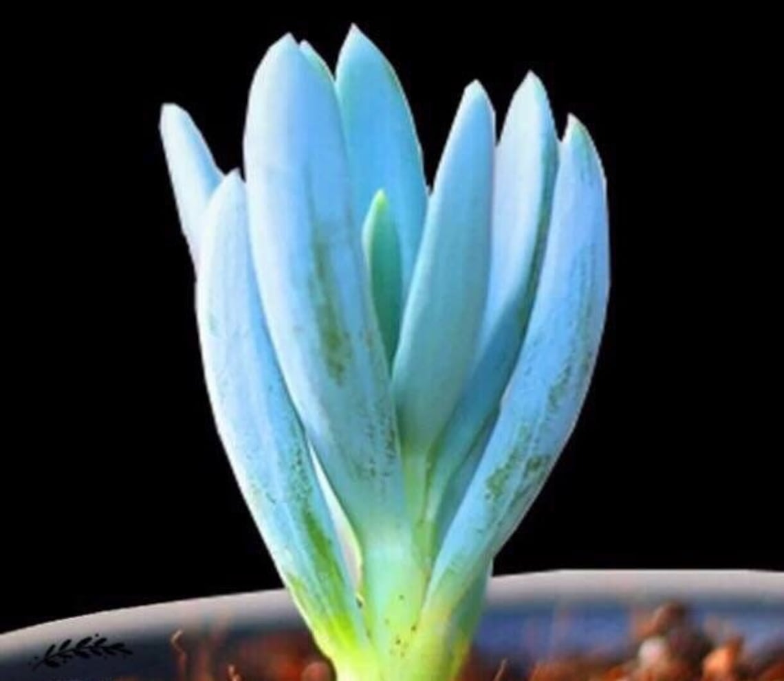 Curio Repens blue chalk sticks easy grow hardy succulents | Etsy