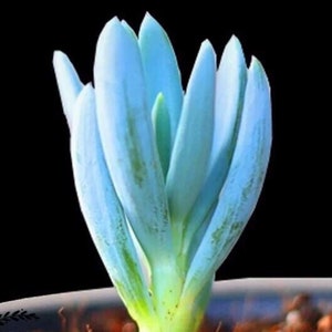 Curio Repens, Blue Chalk Sticks, Easy Grow Hardy Succulents - Etsy