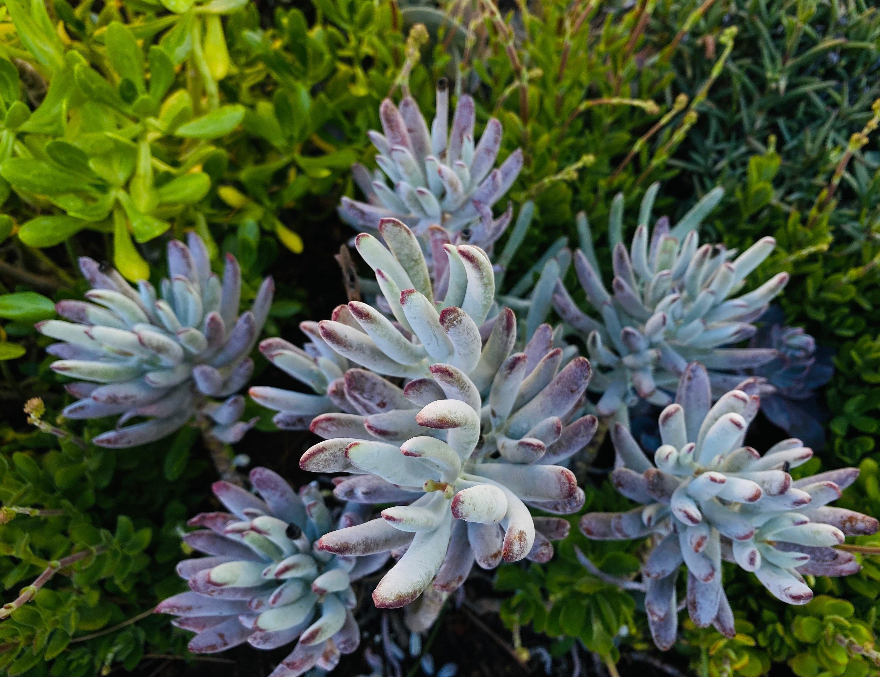 Cotyledon Orbiculata, White Sprite, Rare Succulent, White Powdered - Etsy
