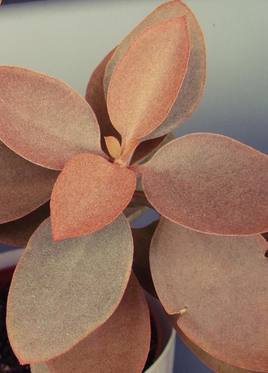 Kalanchoe Orgyalis Copper Golden Spoons hardy succulent | Etsy