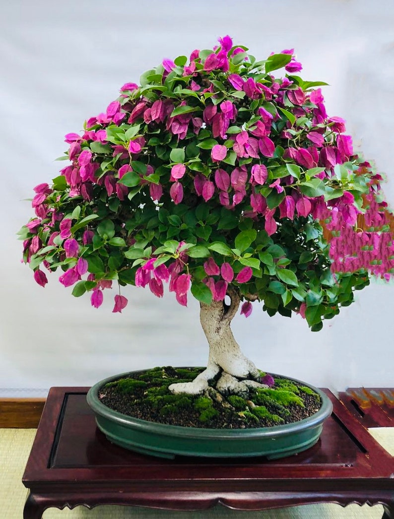 Elizabeth Angus Pink Bougainvillea Cuttings, High Propagation - Etsy