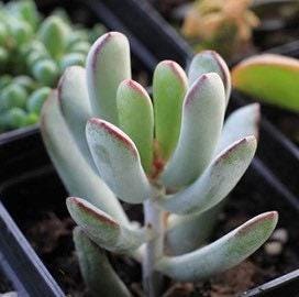 Cotyledon Orbiculata, White Sprite, Rare Succulent, White Powdered - Etsy