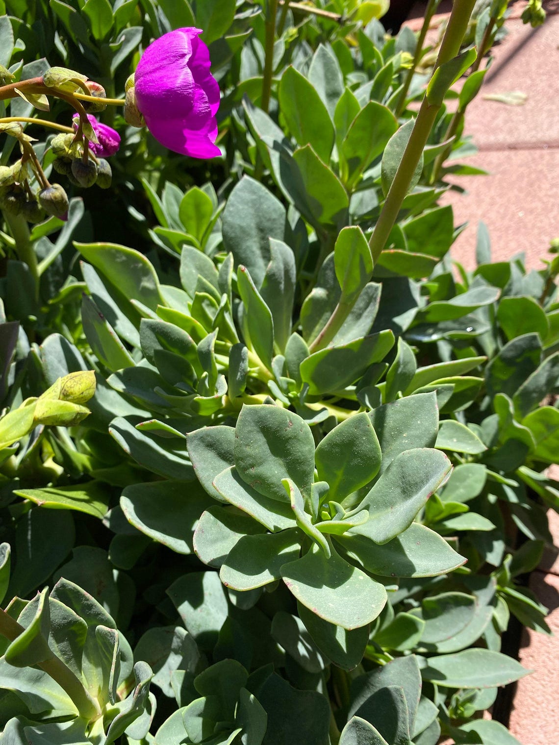 Rock Purslane Plant, Calandrinia Spectabilis, Magenta Flowers, Heat ...