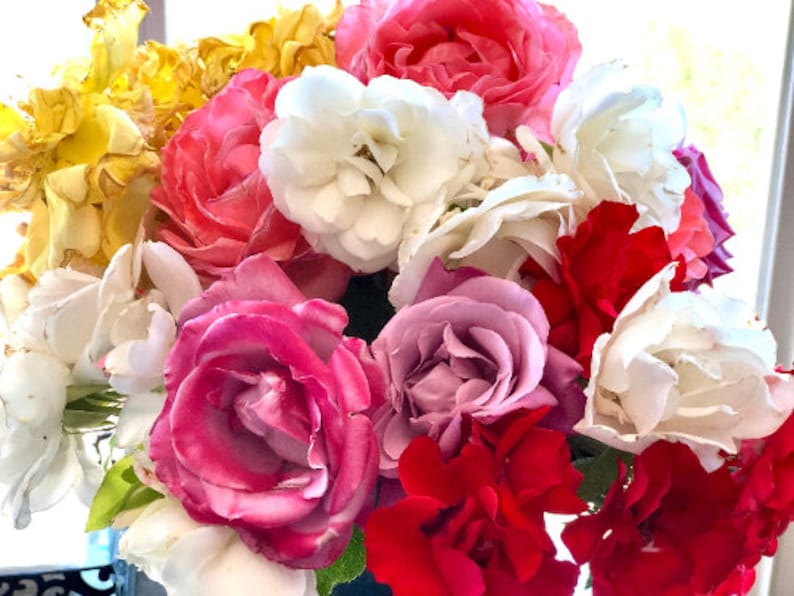 30 Mixed Color Rose Stem Cuttings, Fragrant Roses, for Propagation - Etsy