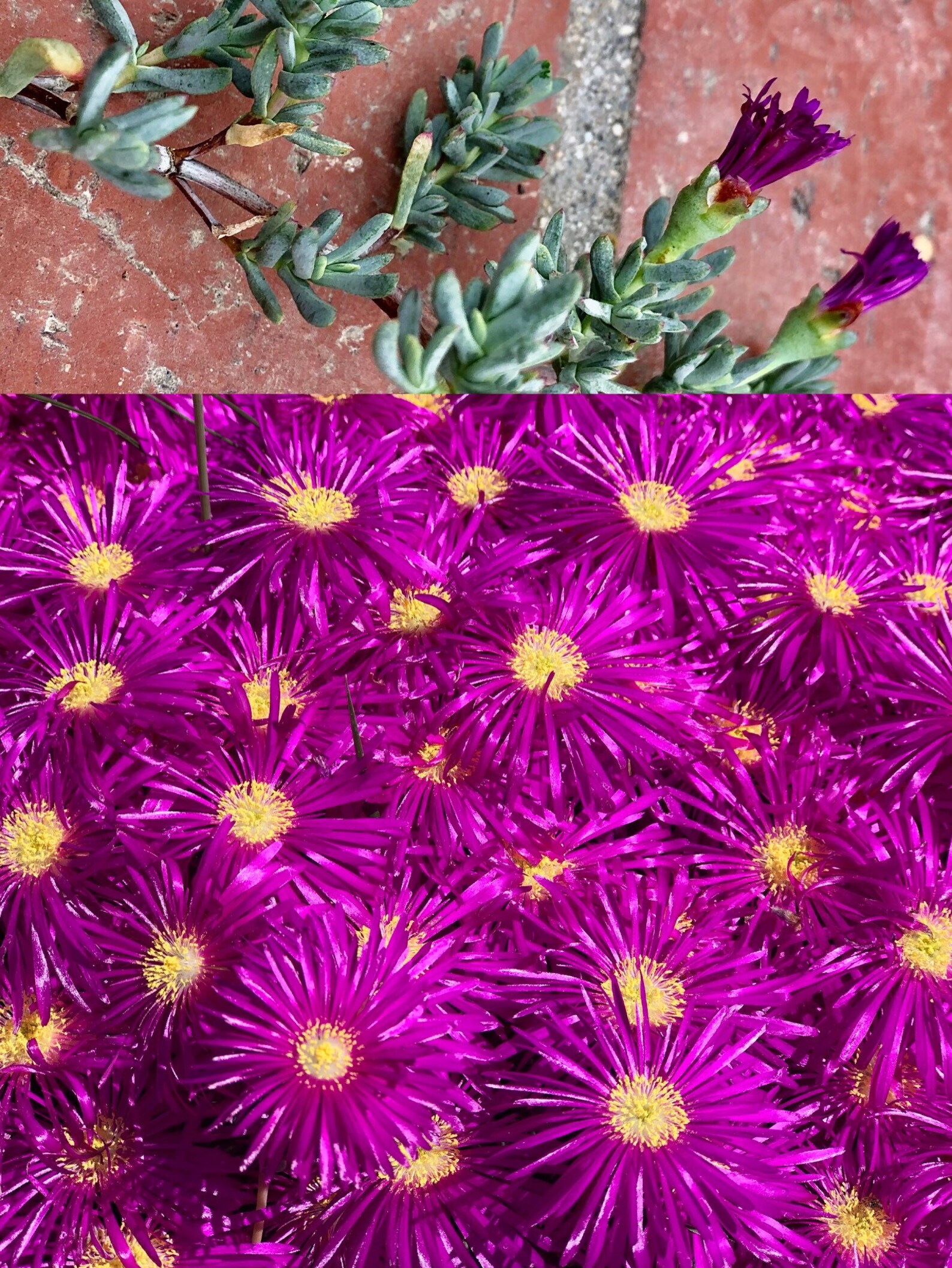 Mini Rosea Ice Plant Magenta Purple Flower Ground Cover - Etsy