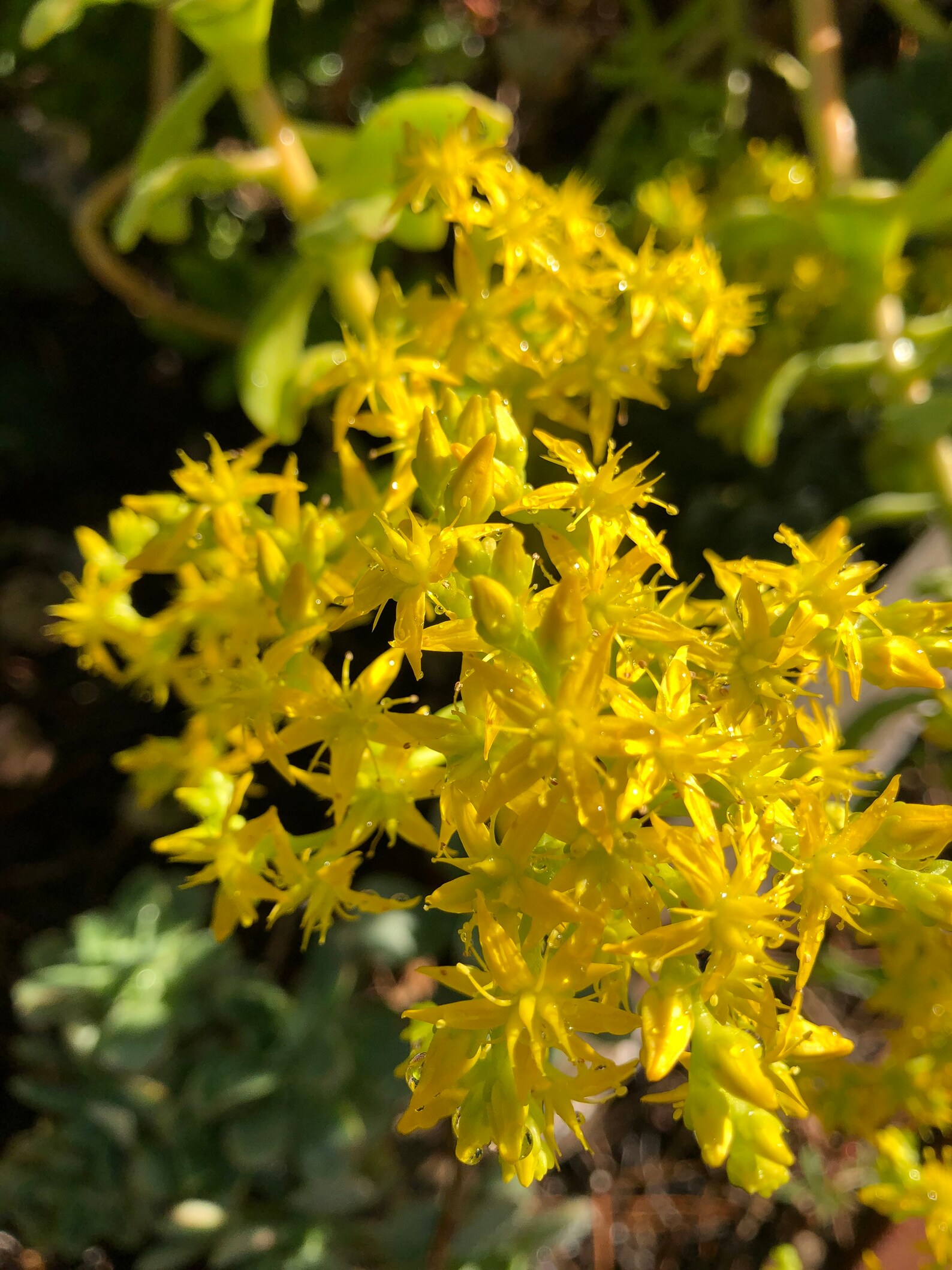 Sedum Dendroideum, the Most Hardy Succulent, Massive Yellow Flowers - Etsy