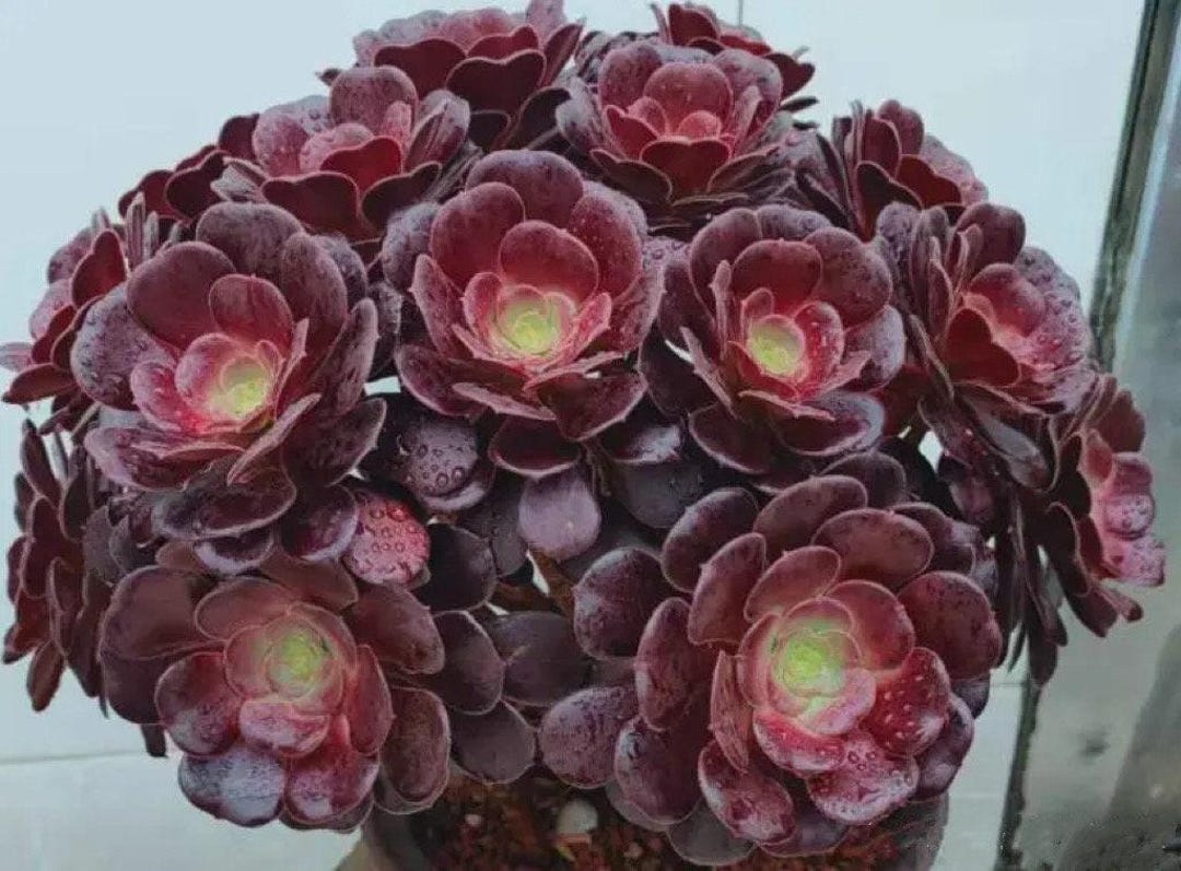 Authentic Aeonium Arboretum Velour European, Glossy Dark Red Leaves All ...