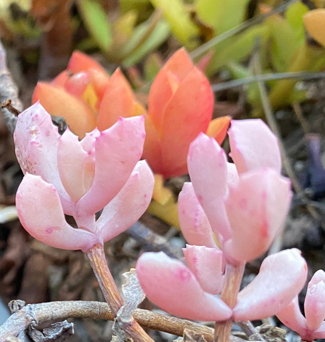 Very RARE Succulents Sandstone Vygie Pink Oscularia - Etsy