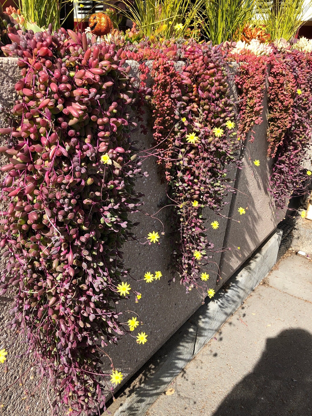 Ruby Necklace, Colorful Trailing Succulents, Most Hardy and Grow Fast ...