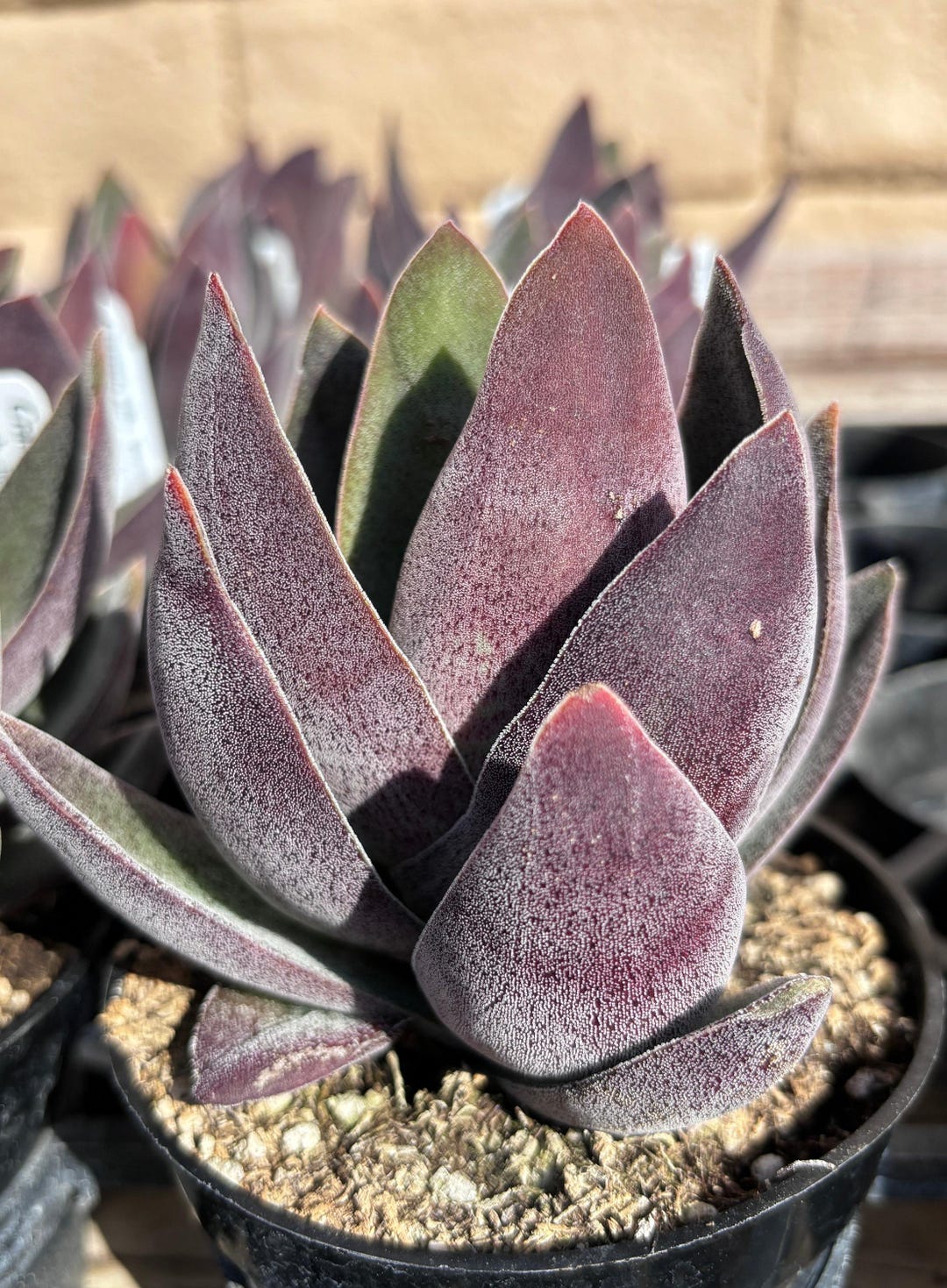 Crassula, Alba Garnet Lotus, Very Rare Succulent Species, Heat and ...