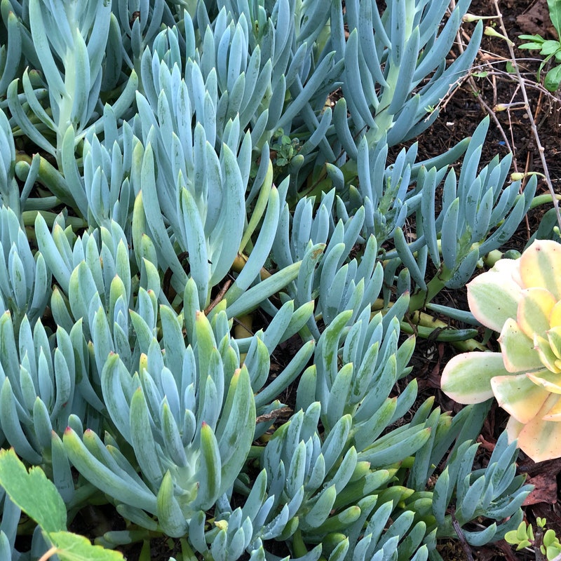 Blue Chalksticks - Etsy