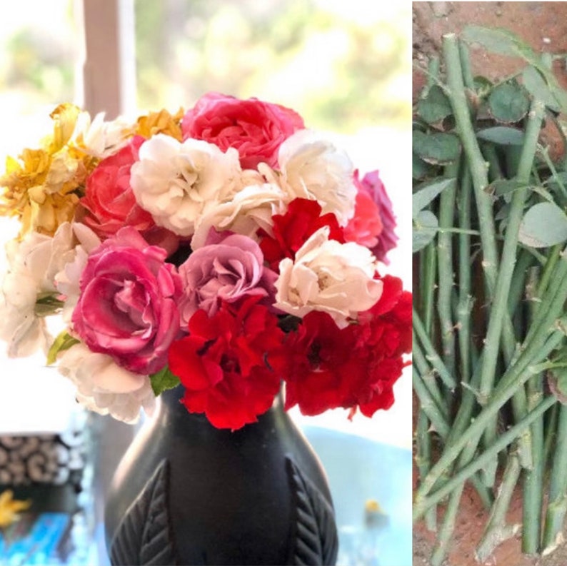30 Mixed Color Rose Stem Cuttings, Fragrant Roses, for Propagation - Etsy