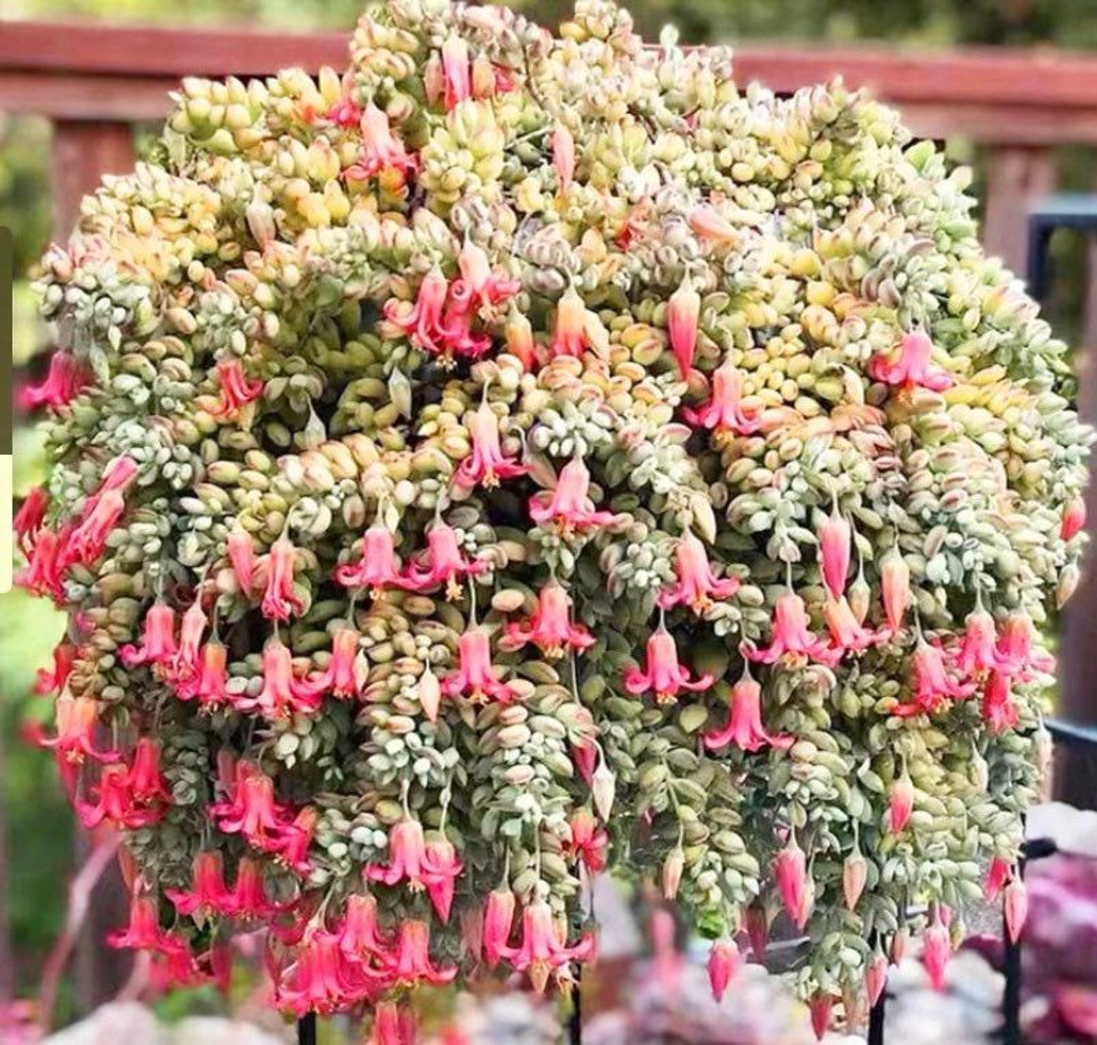 Cotyledon Pendens, Rare Succulents, Well Rooted Plants - Etsy