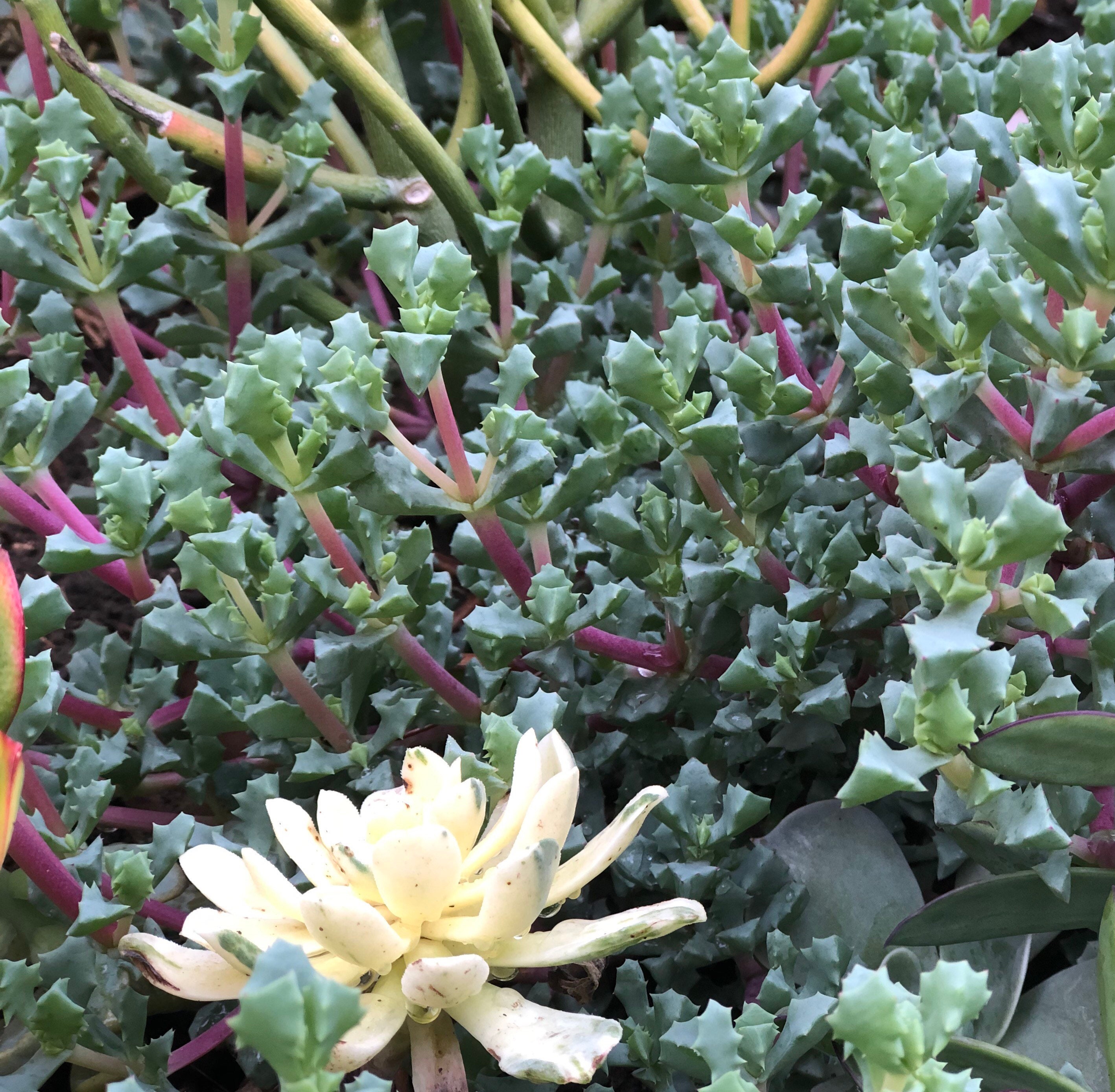 Very RARE Succulents, Sandstone Vygie Pink Oscularia Deltoides ...
