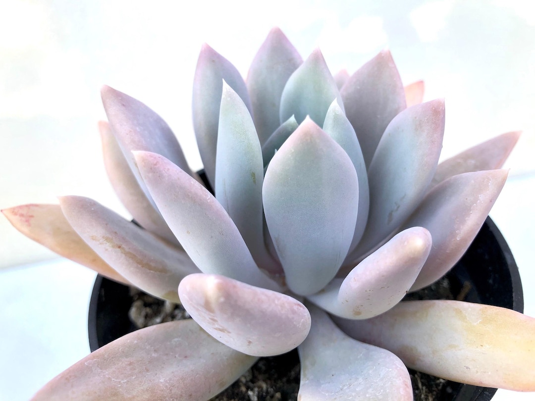 Very Rare Succulent, Purple Draco, Color Last All Year Long - Etsy