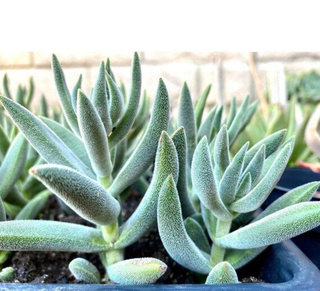 Crassula ‘surprise Party’, Mesembryanthemoides Tenelli, Silver Green ...