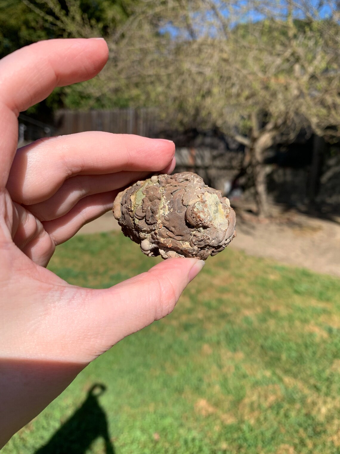 Oregon Thunder Egg - Etsy