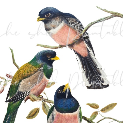 Birds on a Perch Digital Download DIY Crafts Clipart - Etsy