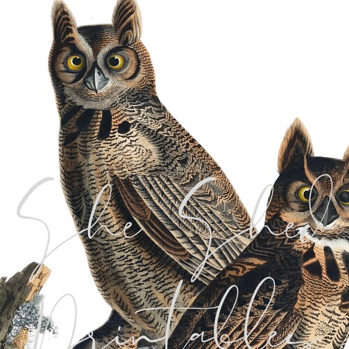 Owl Clipart Owl PNG Digital Download - Etsy