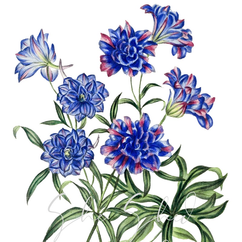 Blue Chrysanthemum Png - Etsy