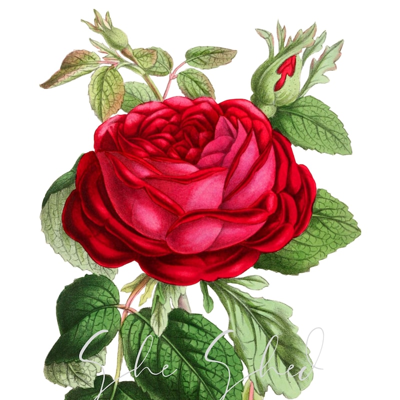 Printable Red Roses Clipart - Etsy