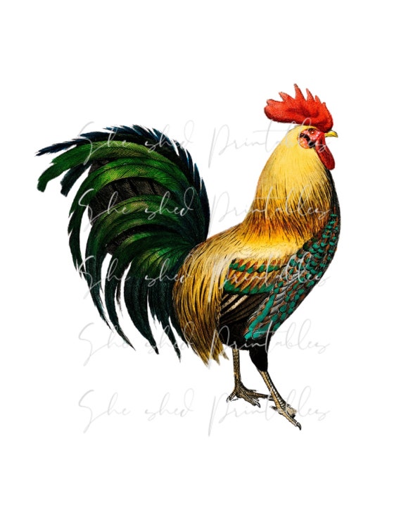1800's Rooster Illustration Digital Download Vintage DIY - Etsy