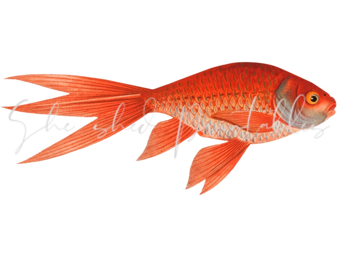 Goldfish Illustration Digital Download, Vintage, DIY Crafts, Clipart ...