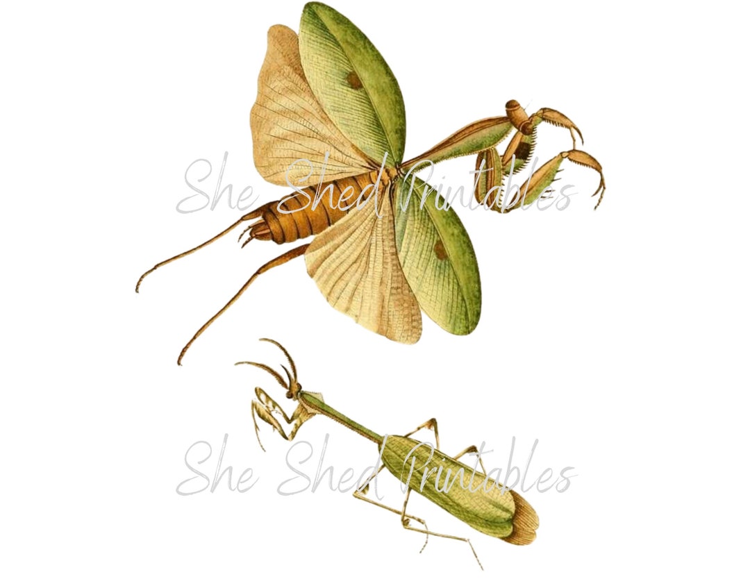 Praying Mantis Printable Digital Download, 1700's, Vintage Illustration ...